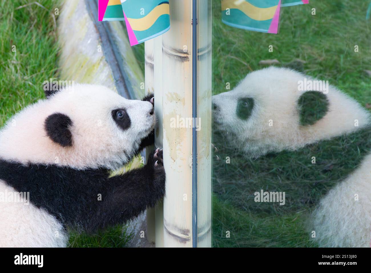 Giant panda cub Qi Sanmei celebrates its half-year birthday at ...