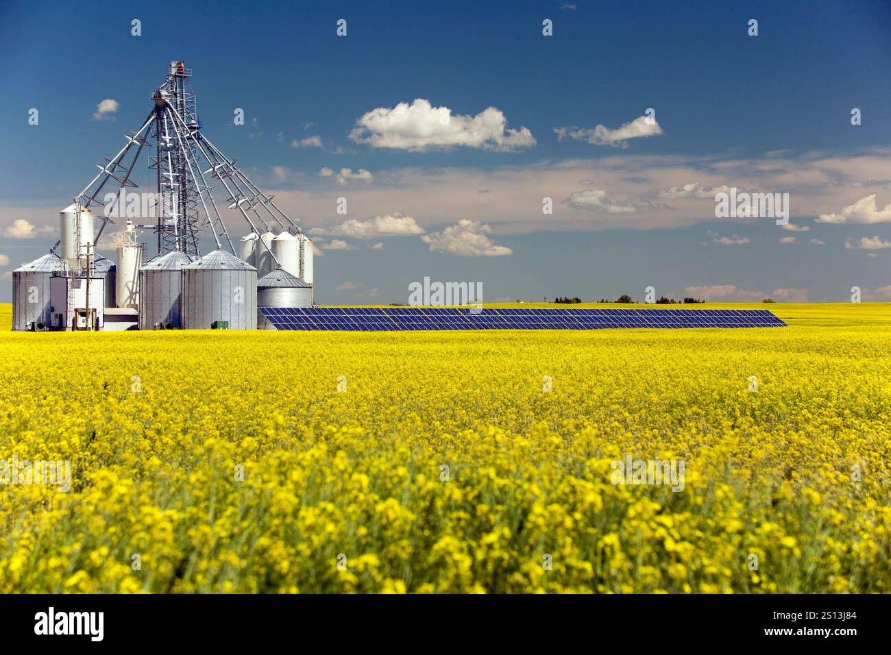 A steel grain silo storage tank with solar panel in a yellow canola field in bloom in Alberta ...