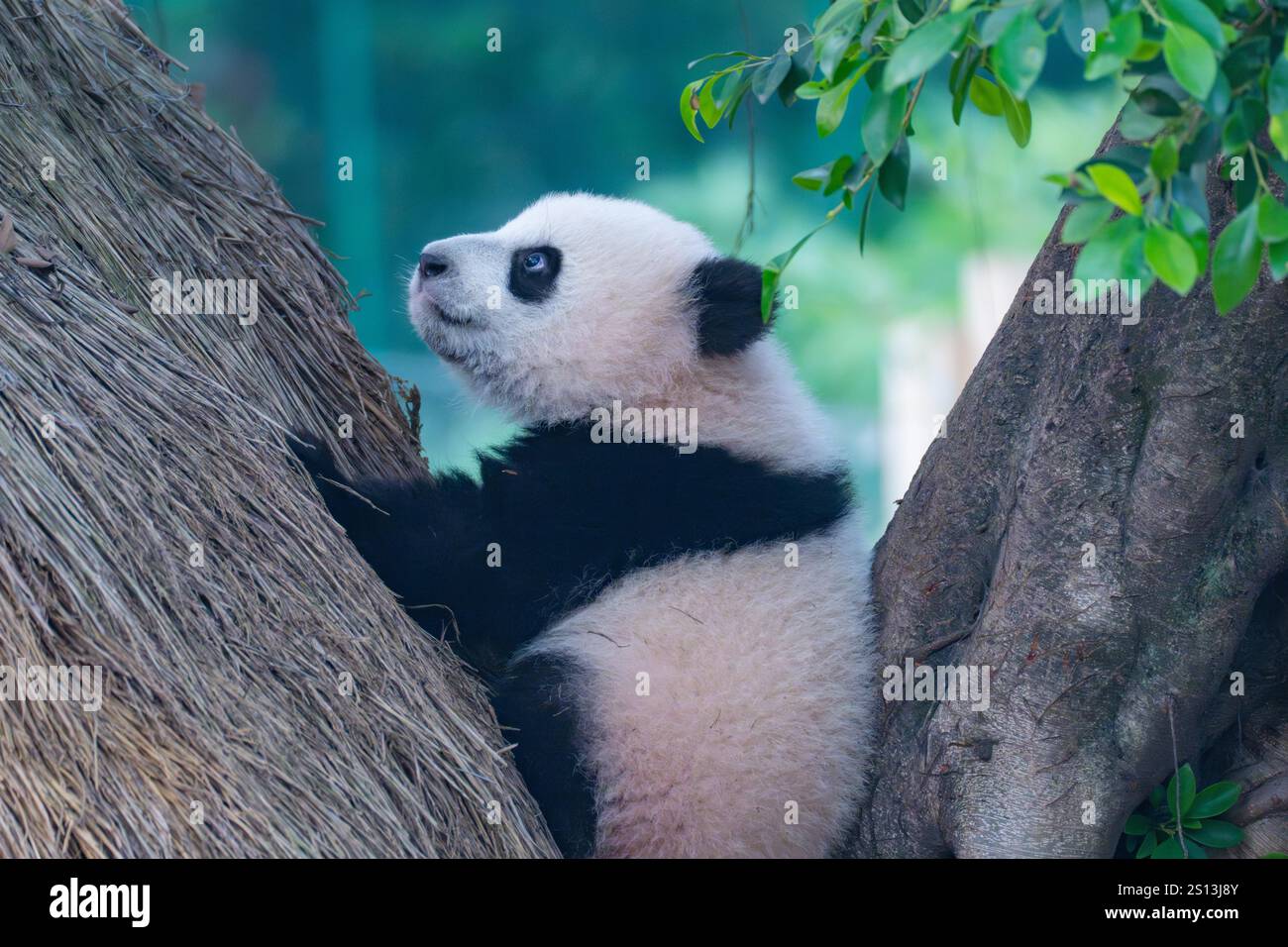 Giant panda cub Qi Sanmei celebrates its half-year birthday at ...