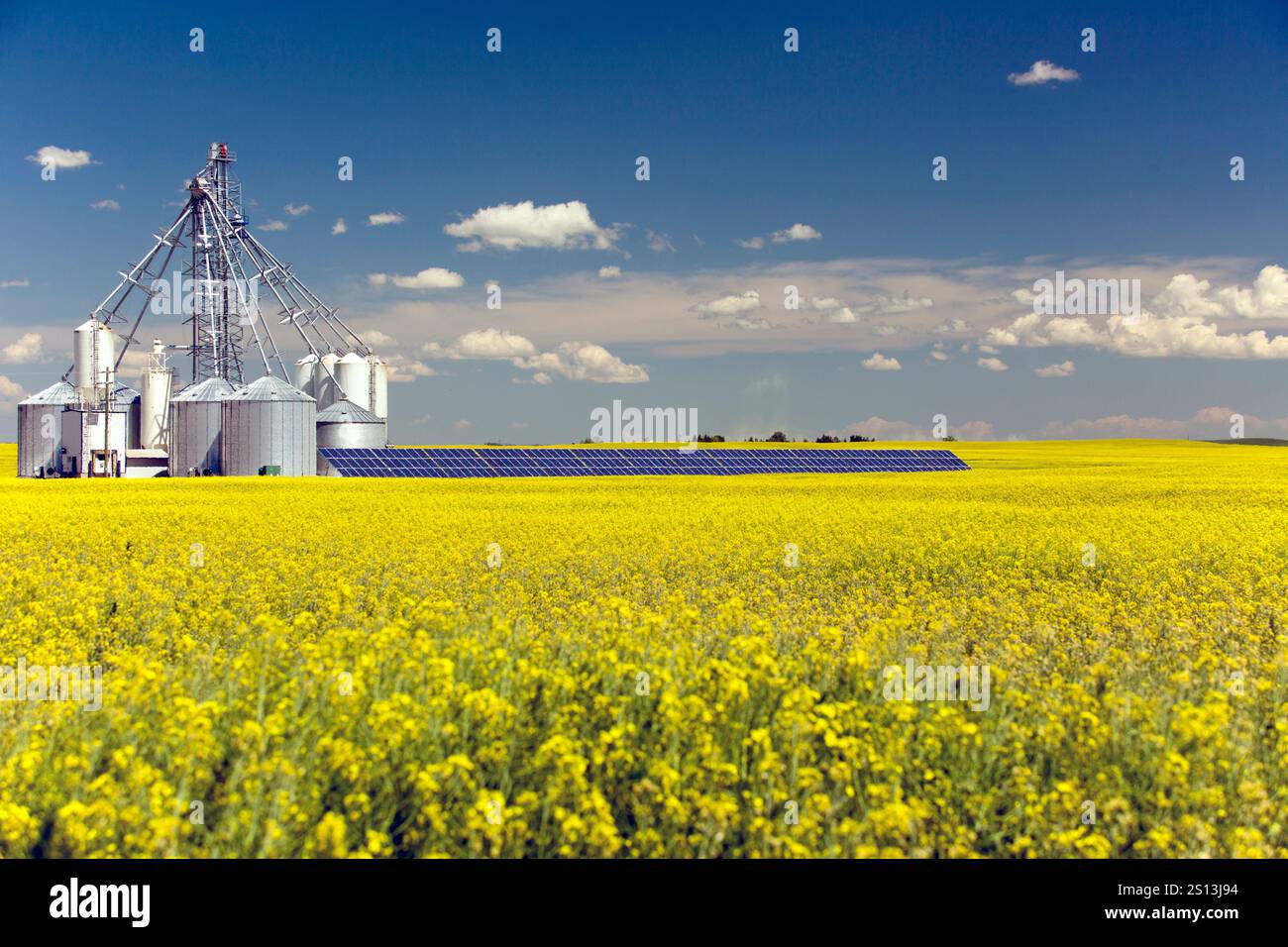 A steel grain silo storage tank with solar panel in a yellow canola ...