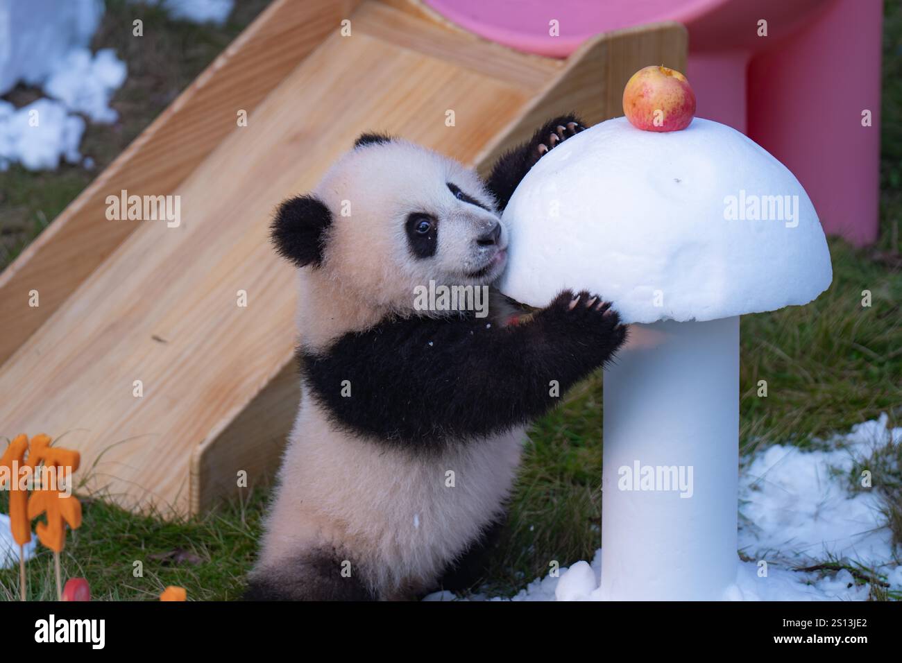 Giant panda cub Qi Sanmei celebrates its half-year birthday at ...