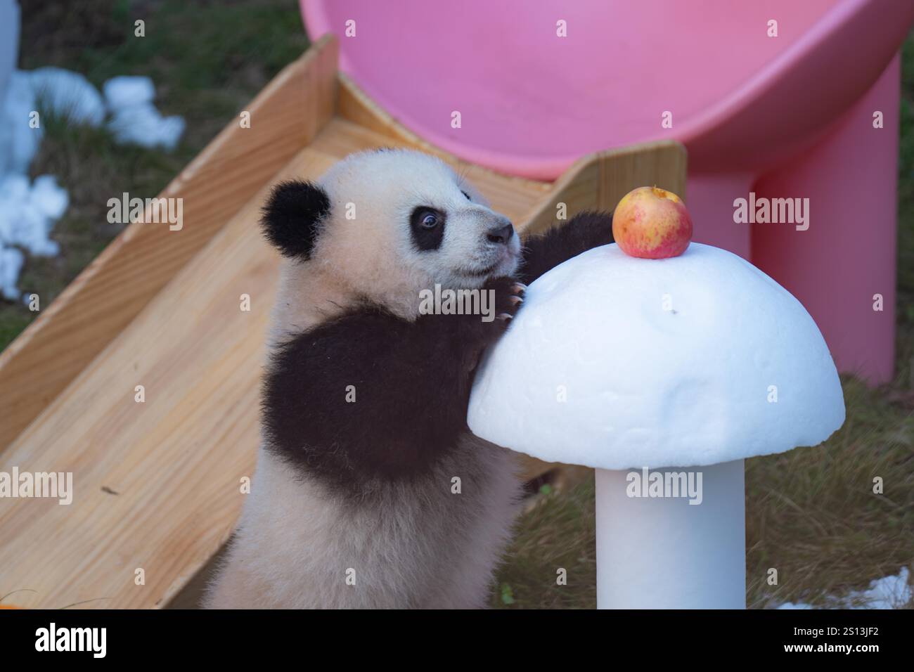 Giant panda cub Qi Sanmei celebrates its half-year birthday at ...