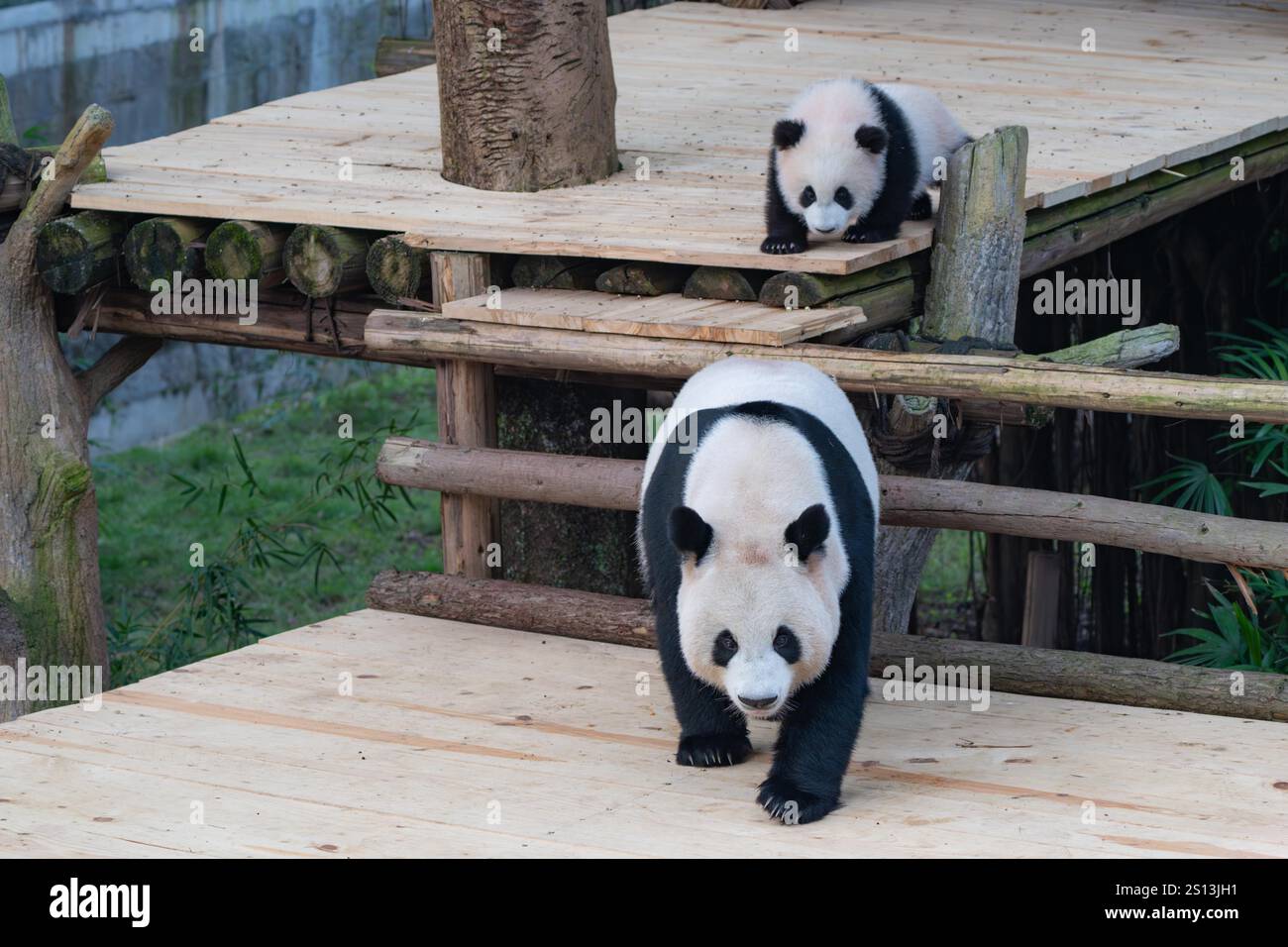 Giant panda cub Qi Sanmei celebrates its half-year birthday at ...