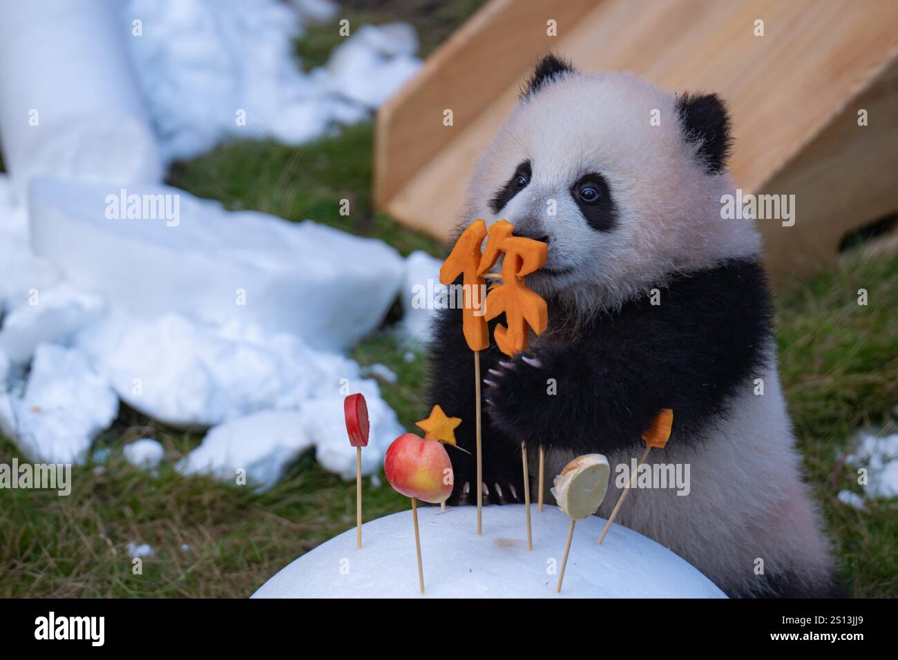 Giant panda cub Qi Sanmei celebrates its half-year birthday at ...