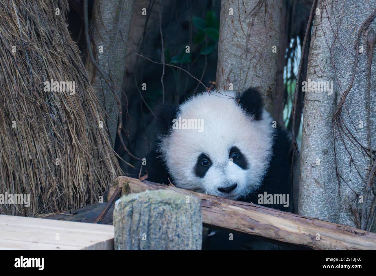 Giant panda cub Qi Sanmei celebrates its half-year birthday at ...