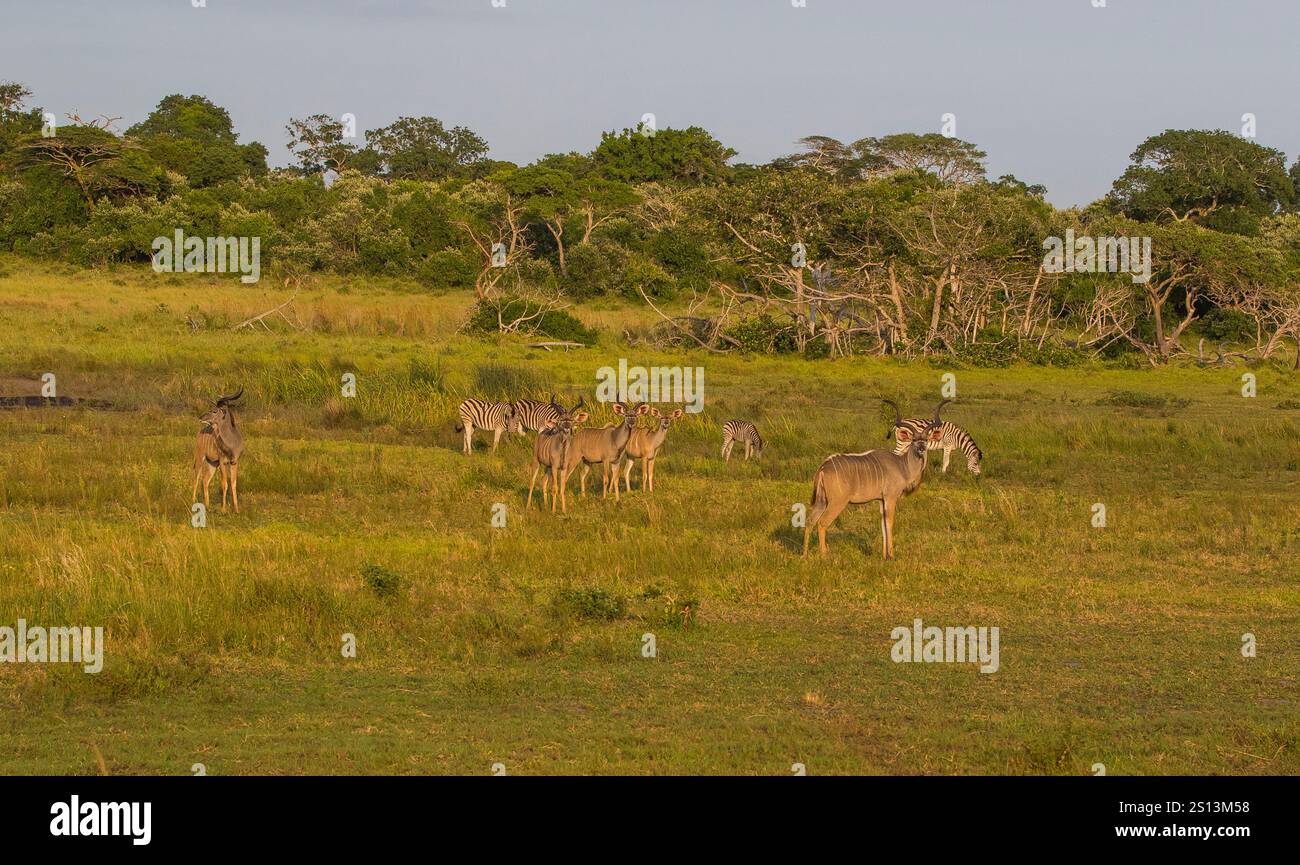 Kudu (Tragelaphus), a common antelope species in South Africa, usually ...