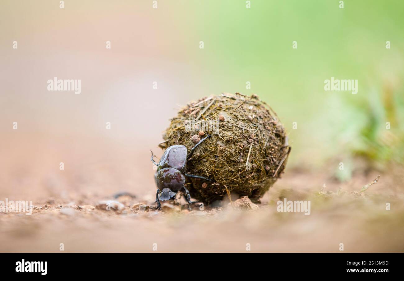 It is possible to encounter scarabs, which are an important part of ...