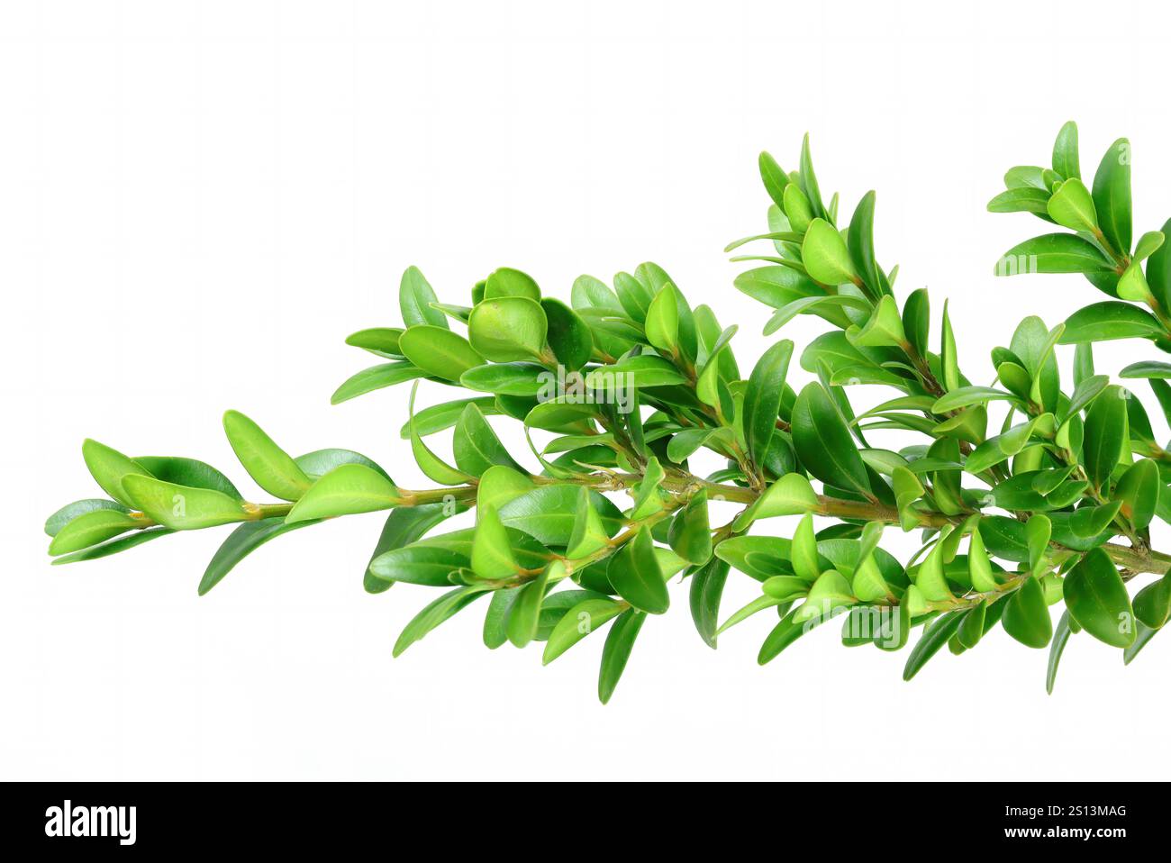 Fresh Boxwood Branch, Buxus sempervirens, boj, Isolated on White ...