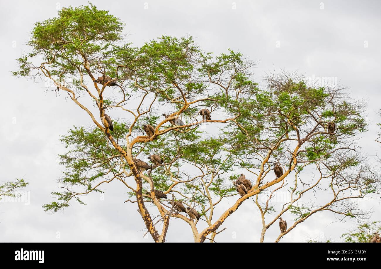 The white-backed vulture (Gyps africanus) is a typical vulture, with ...