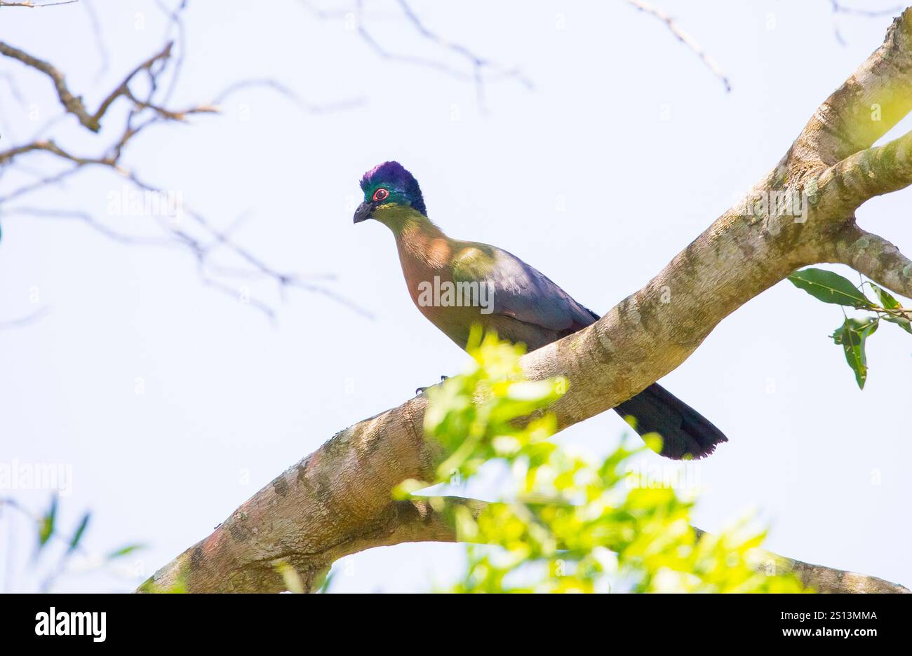 The purple-crested turaco (Tauraco porphyreolophus) is a species of ...
