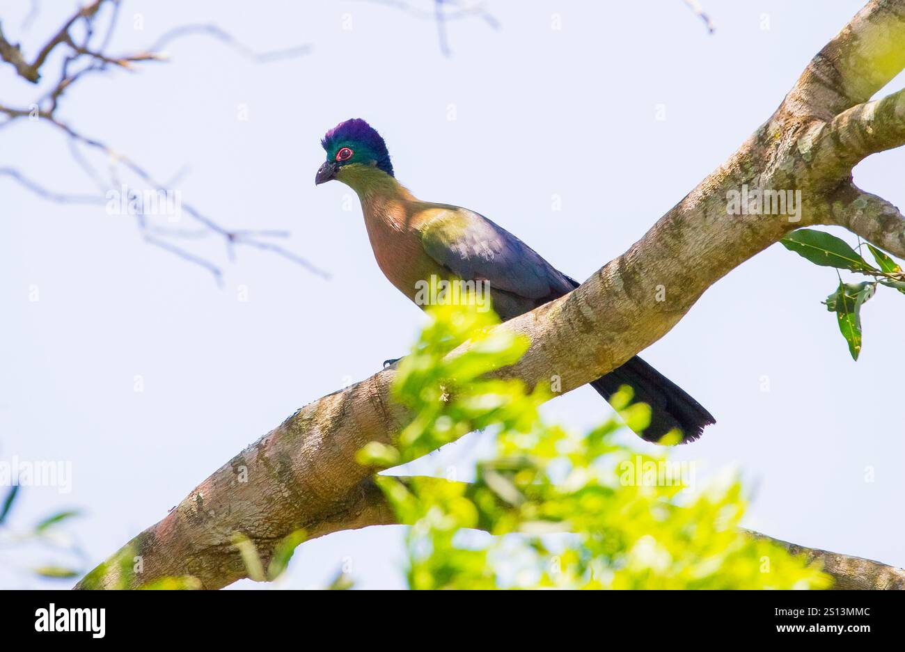 The purple-crested turaco (Tauraco porphyreolophus) is a species of ...