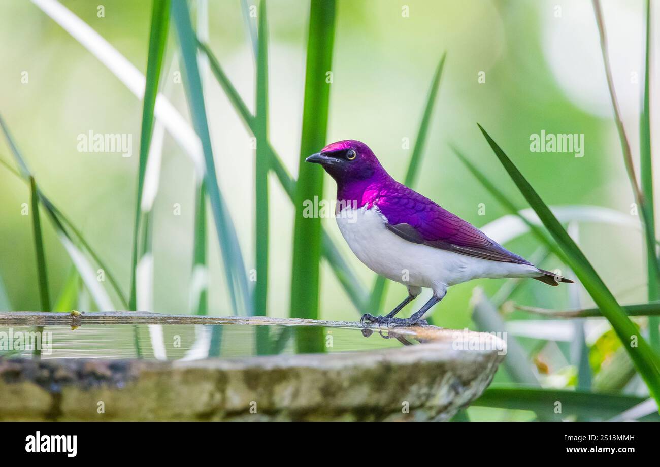 Violet-backed starling (Cinnyricinclus leucogaster) is a relatively ...