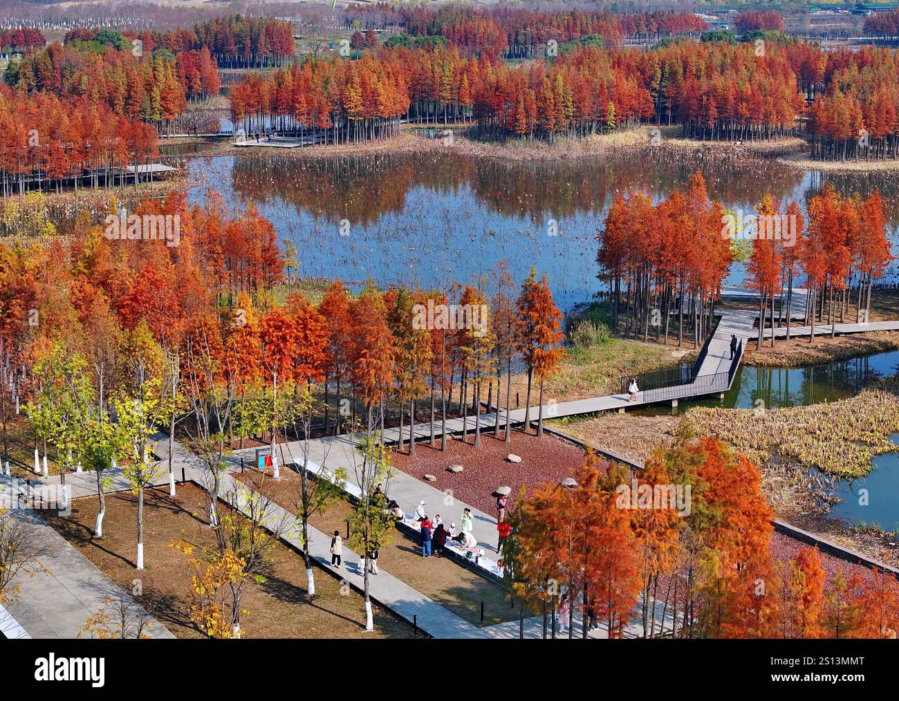 Aerial photo shows the winter scenery of a water forest at a wetland ...