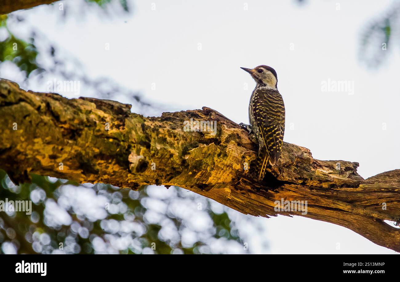 The cardinal woodpecker (Dendropicos fuscescens) is a widespread and ...
