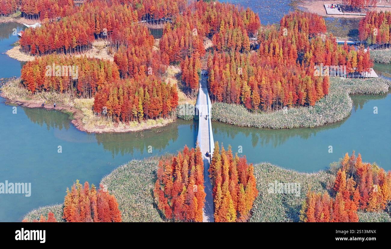 Aerial photo shows the winter scenery of a water forest at a wetland ...