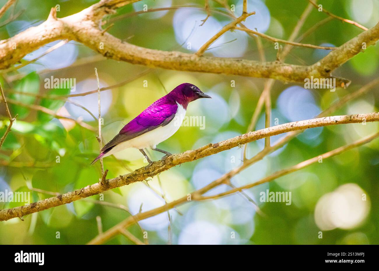 Violet-backed starling (Cinnyricinclus leucogaster) is a relatively ...