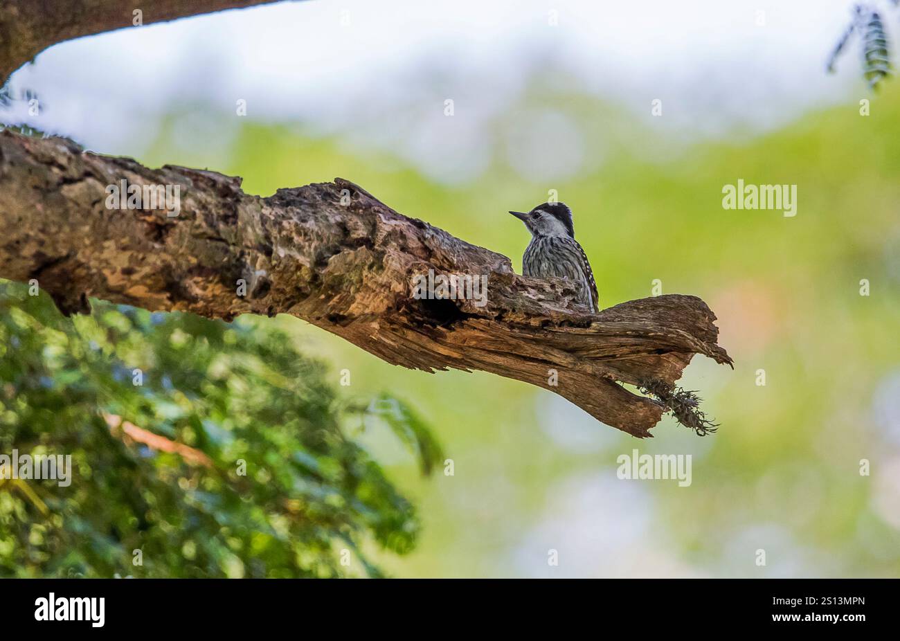 The cardinal woodpecker (Dendropicos fuscescens) is a widespread and ...