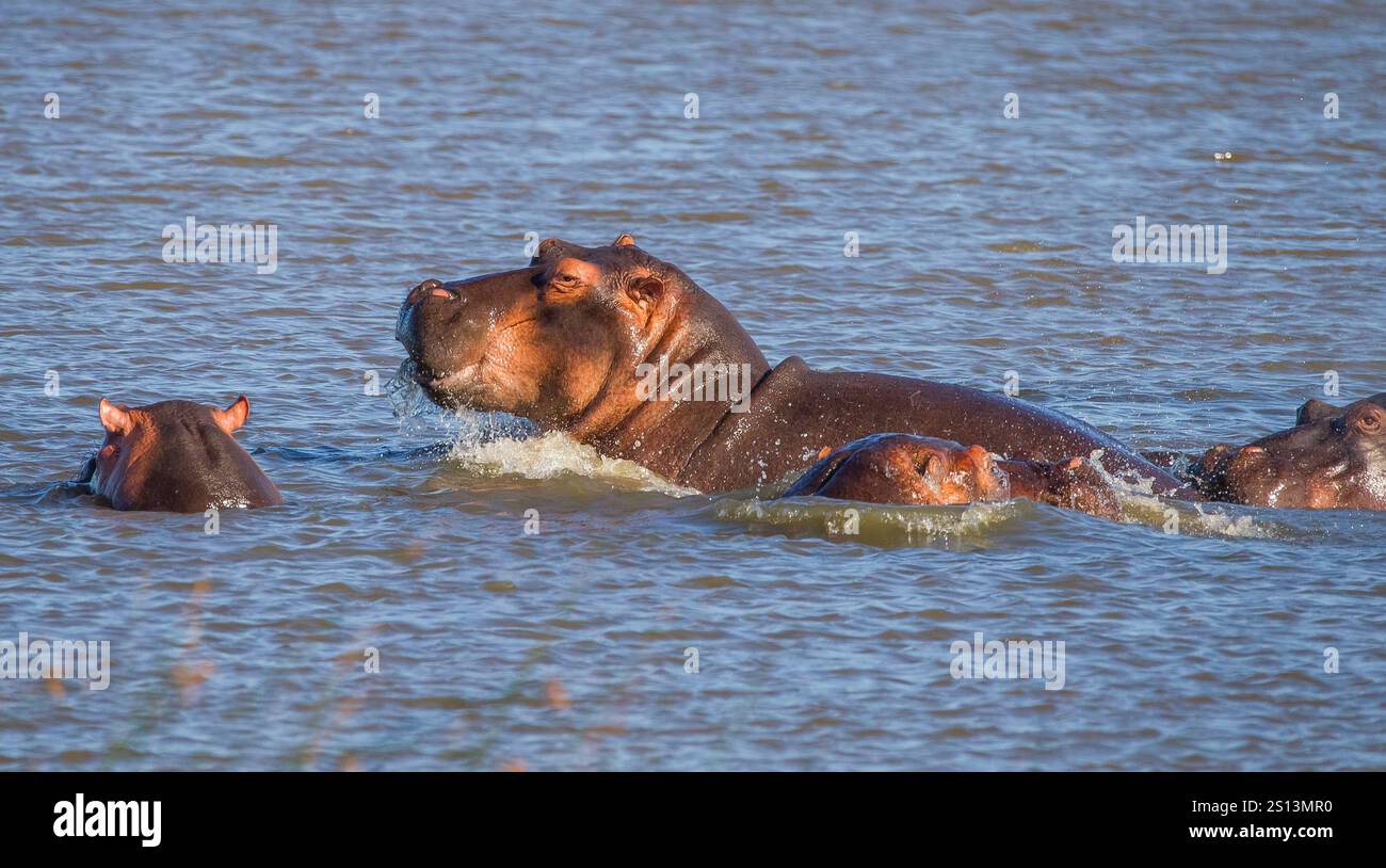Hippo (Hippopotamus amphibius) is a large mammal herbivore from the ...