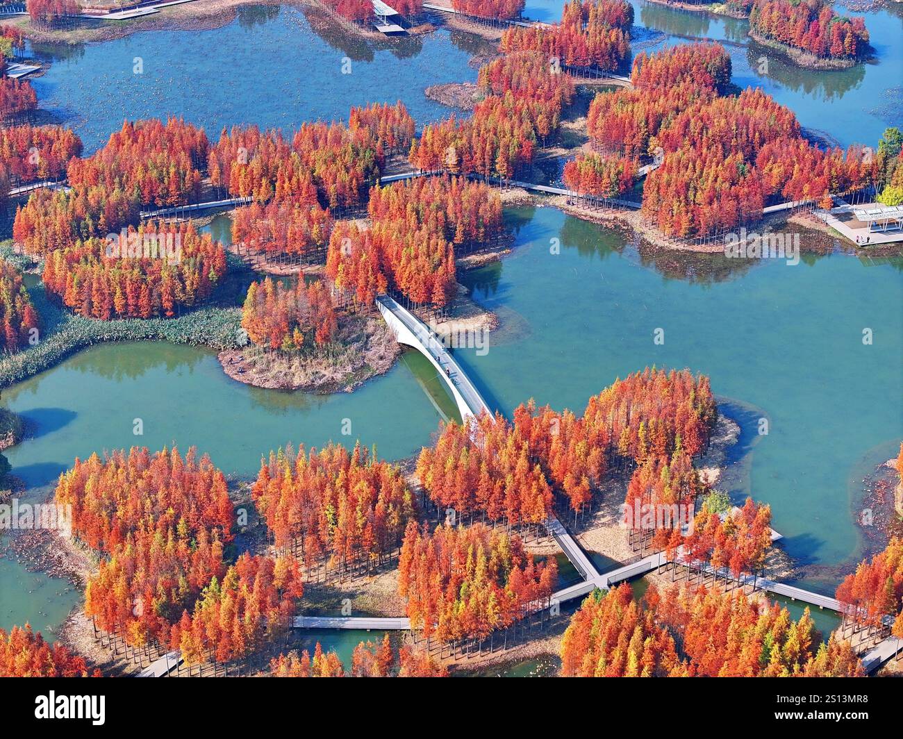 Aerial photo shows the winter scenery of a water forest at a wetland ...