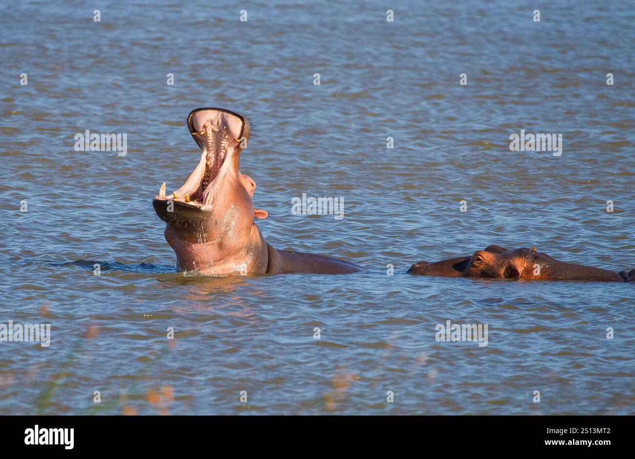 Hippo (Hippopotamus amphibius) is a large mammal herbivore from the ...