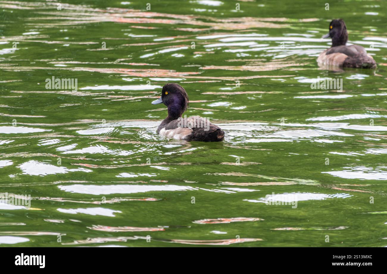 Male tufted duck, Aythya fuligula, swim in the pond. The tufted duck is ...