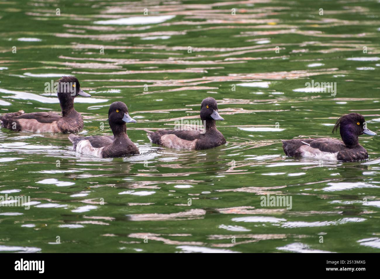 Male tufted duck, Aythya fuligula, swim in the pond. The tufted duck is ...