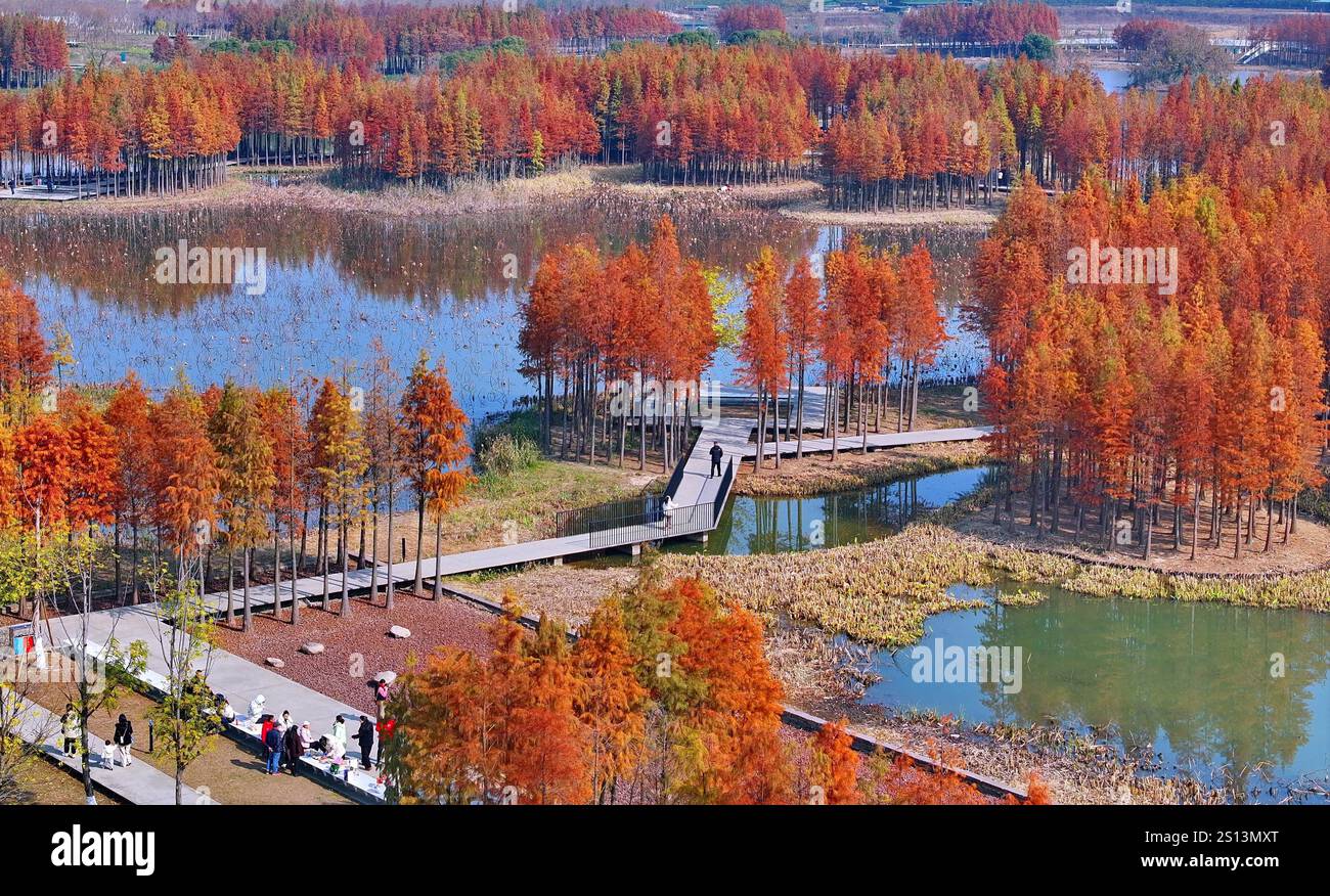 Aerial photo shows the winter scenery of a water forest at a wetland ...