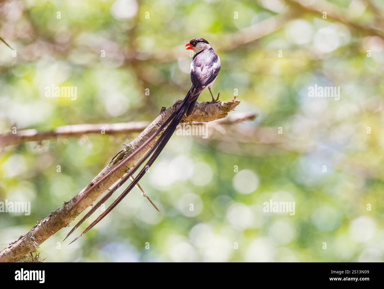 Pin-tailed whydah (Vidua macroura) is a breeding bird that lives in ...