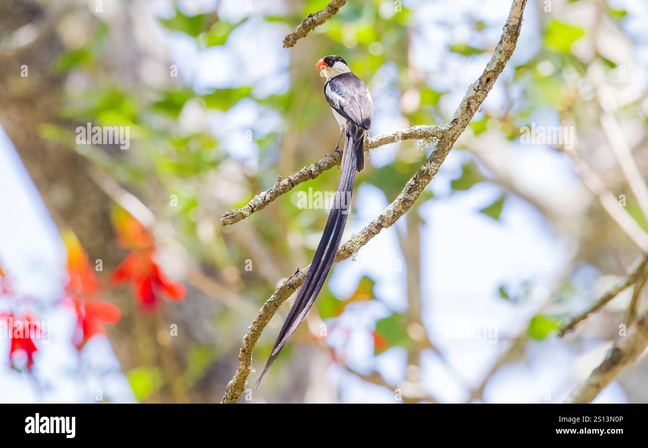 Pin-tailed whydah (Vidua macroura) is a breeding bird that lives in ...