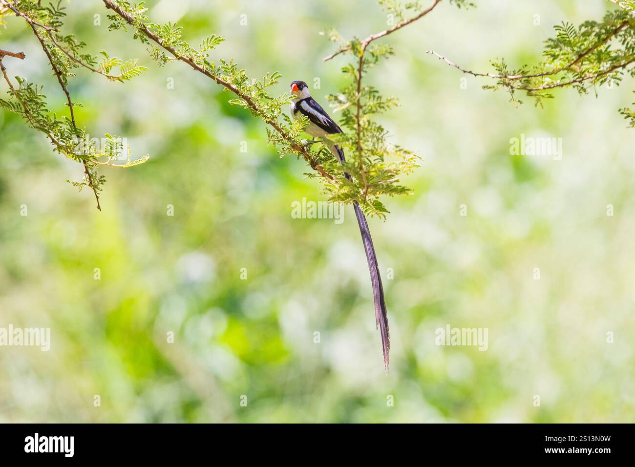 Pin-tailed whydah (Vidua macroura) is a breeding bird that lives in ...
