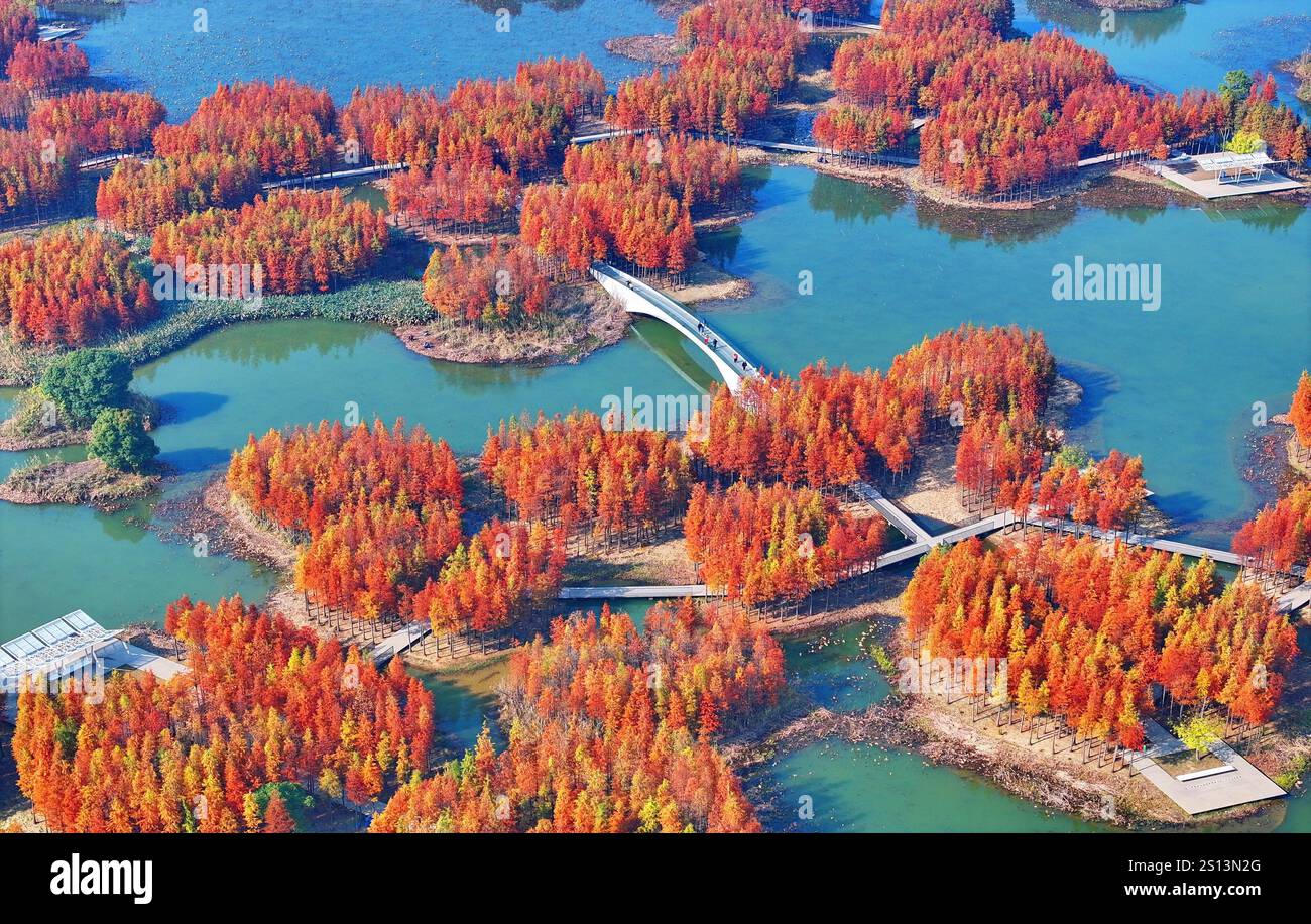 Aerial photo shows the winter scenery of a water forest at a wetland ...