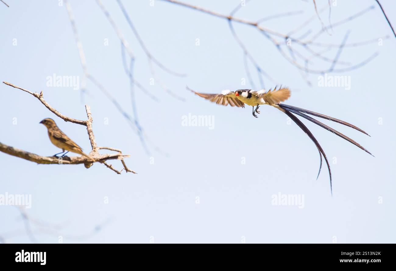 Pin-tailed whydah (Vidua macroura) is a breeding bird that lives in ...