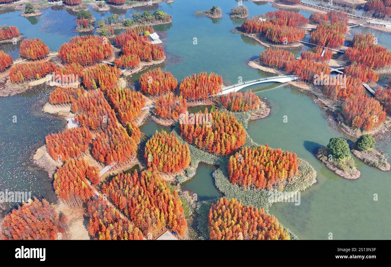 Aerial photo shows the winter scenery of a water forest at a wetland ...