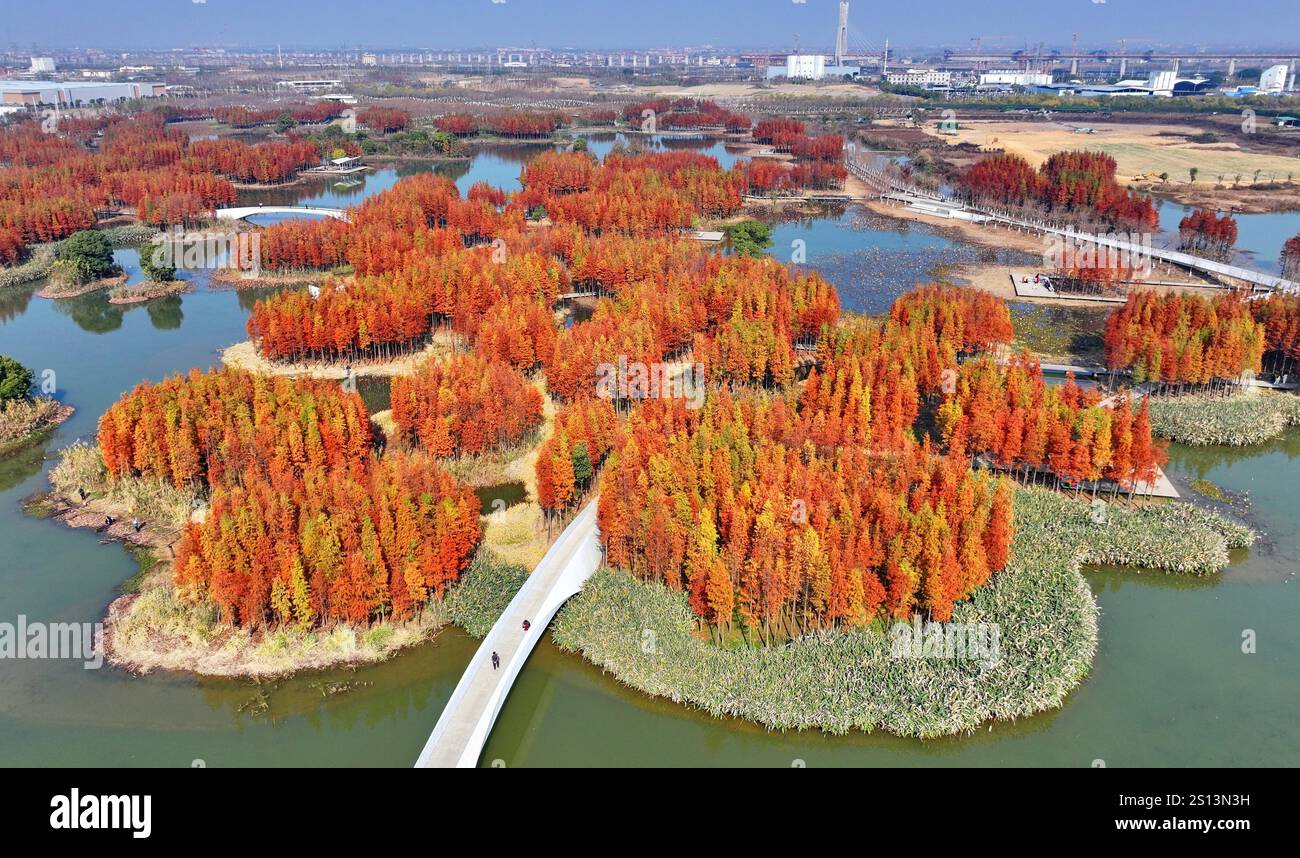 Aerial photo shows the winter scenery of a water forest at a wetland ...