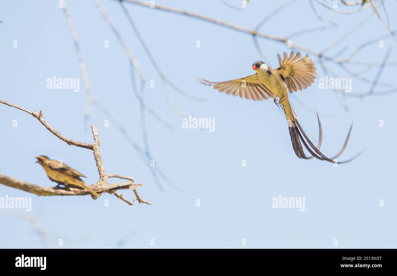 Pin-tailed whydah (Vidua macroura) is a breeding bird that lives in ...