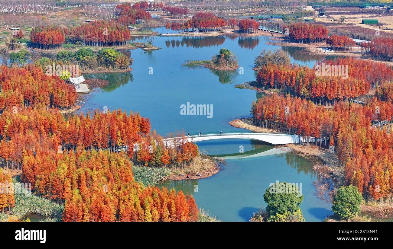 Aerial photo shows the winter scenery of a water forest at a wetland ...