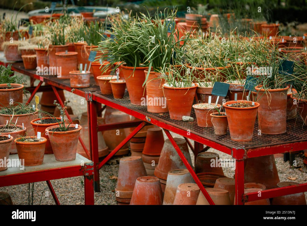 Many potted plants. Lots of flower pots on a metal rack in the ...