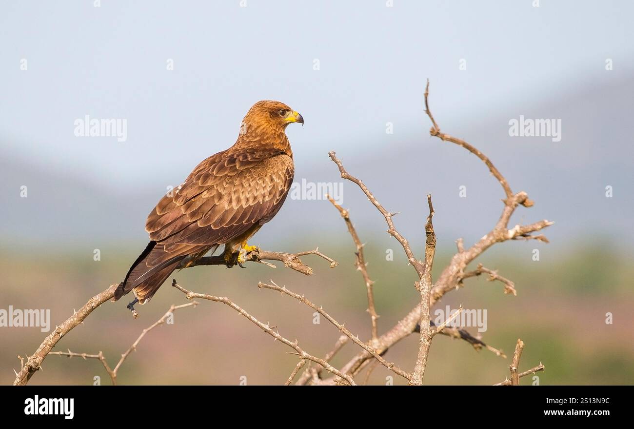 The tawny eagle (Aquila rapax) is a large, long-lived bird of prey ...