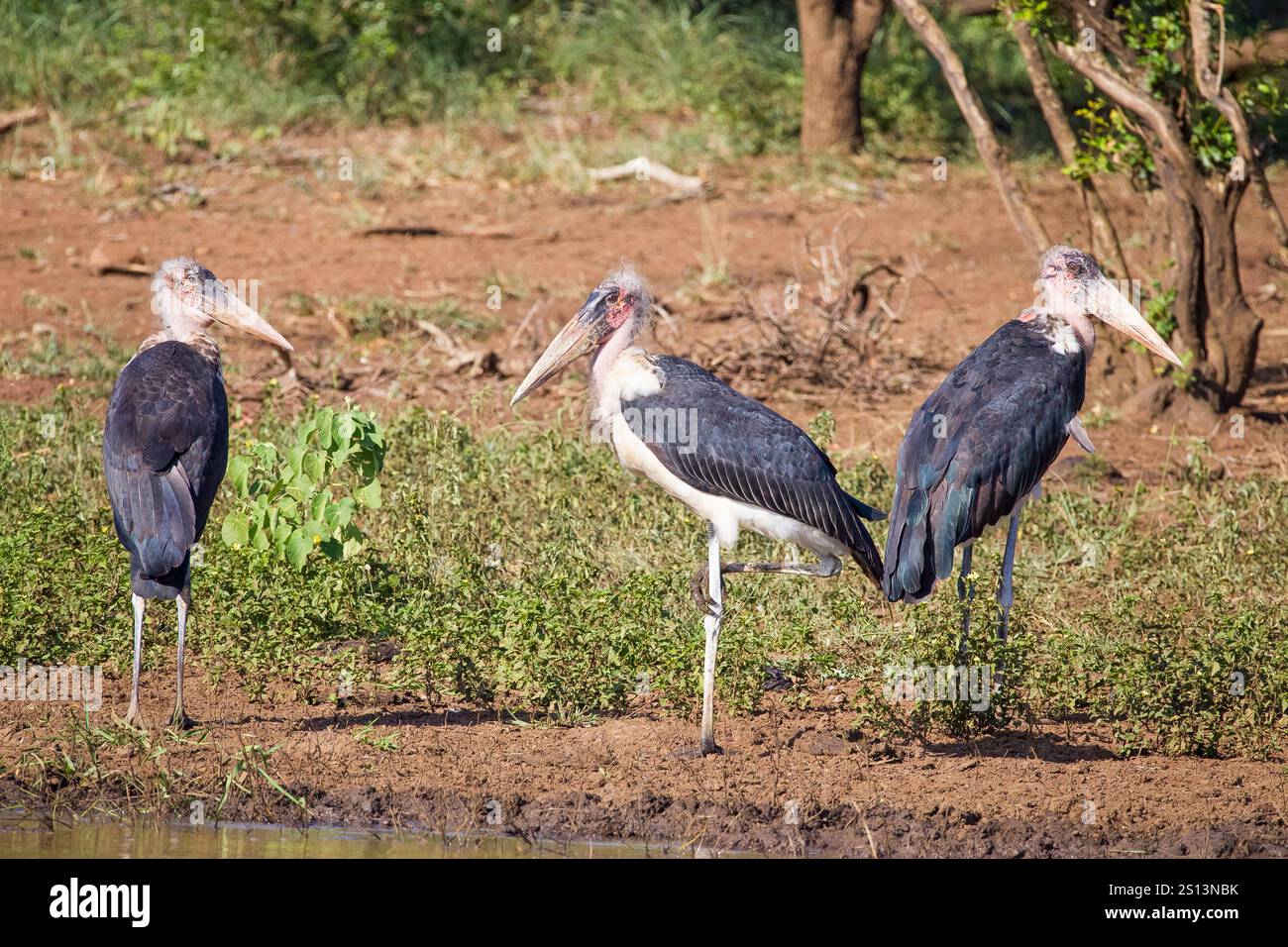 Marabou stork (Leptoptilos crumeniferus) is a bird living in Africa in ...
