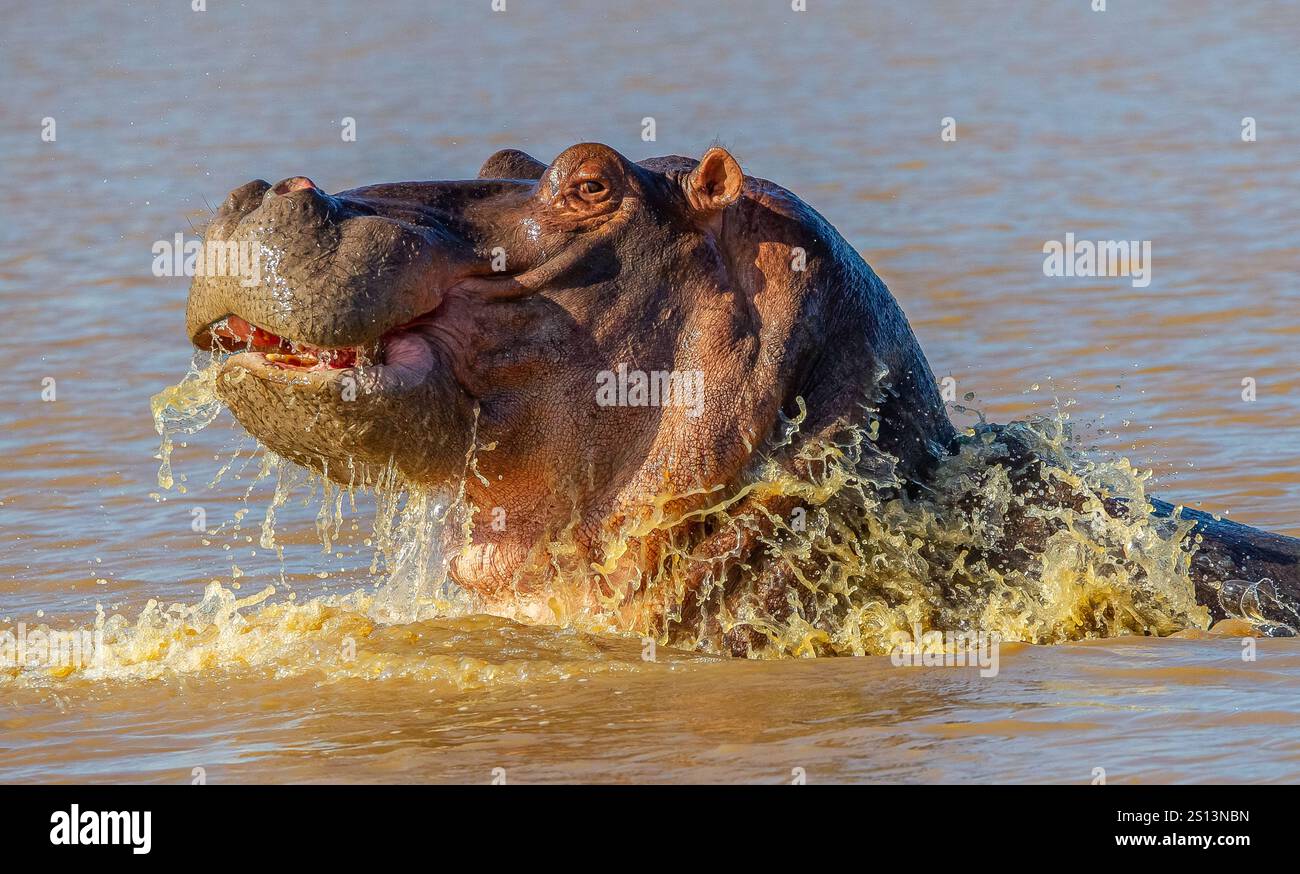 Hippo (Hippopotamus amphibius) is a large mammal herbivore from the ...