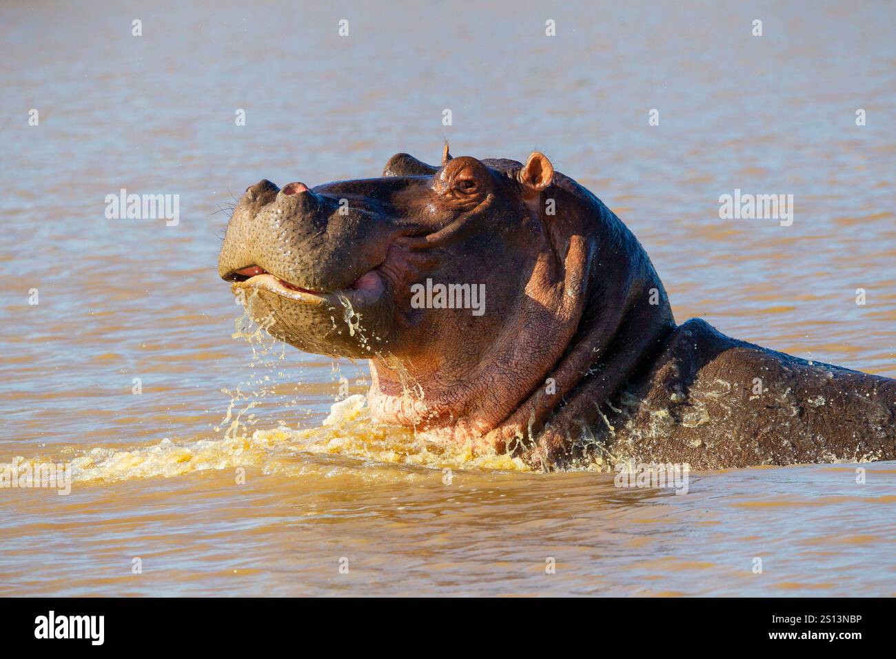 Hippo (Hippopotamus amphibius) is a large mammal herbivore from the ...