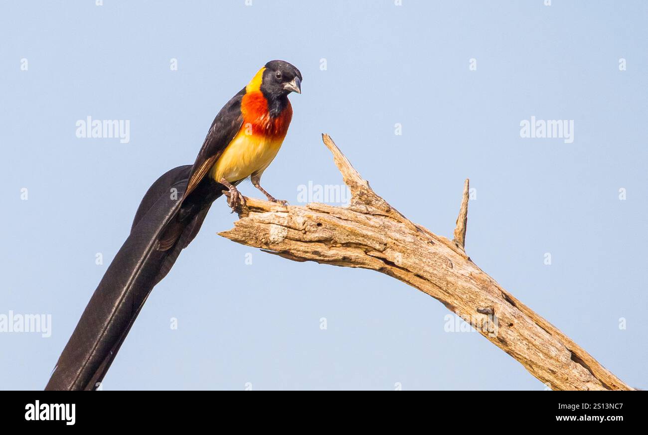 Long-tailed paradise whydah (Vidua paradisaea) or east paradise whydah ...