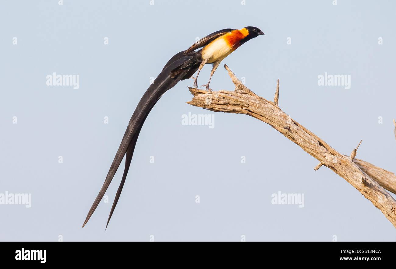Long-tailed paradise whydah (Vidua paradisaea) or east paradise whydah ...