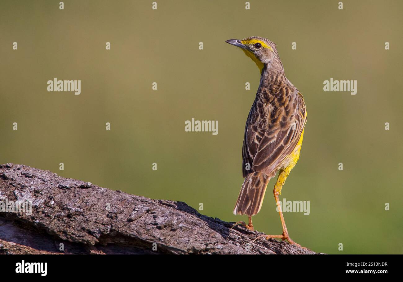 Yellow-throated longclaw (Macronyx croceus) is a bird living on the ...
