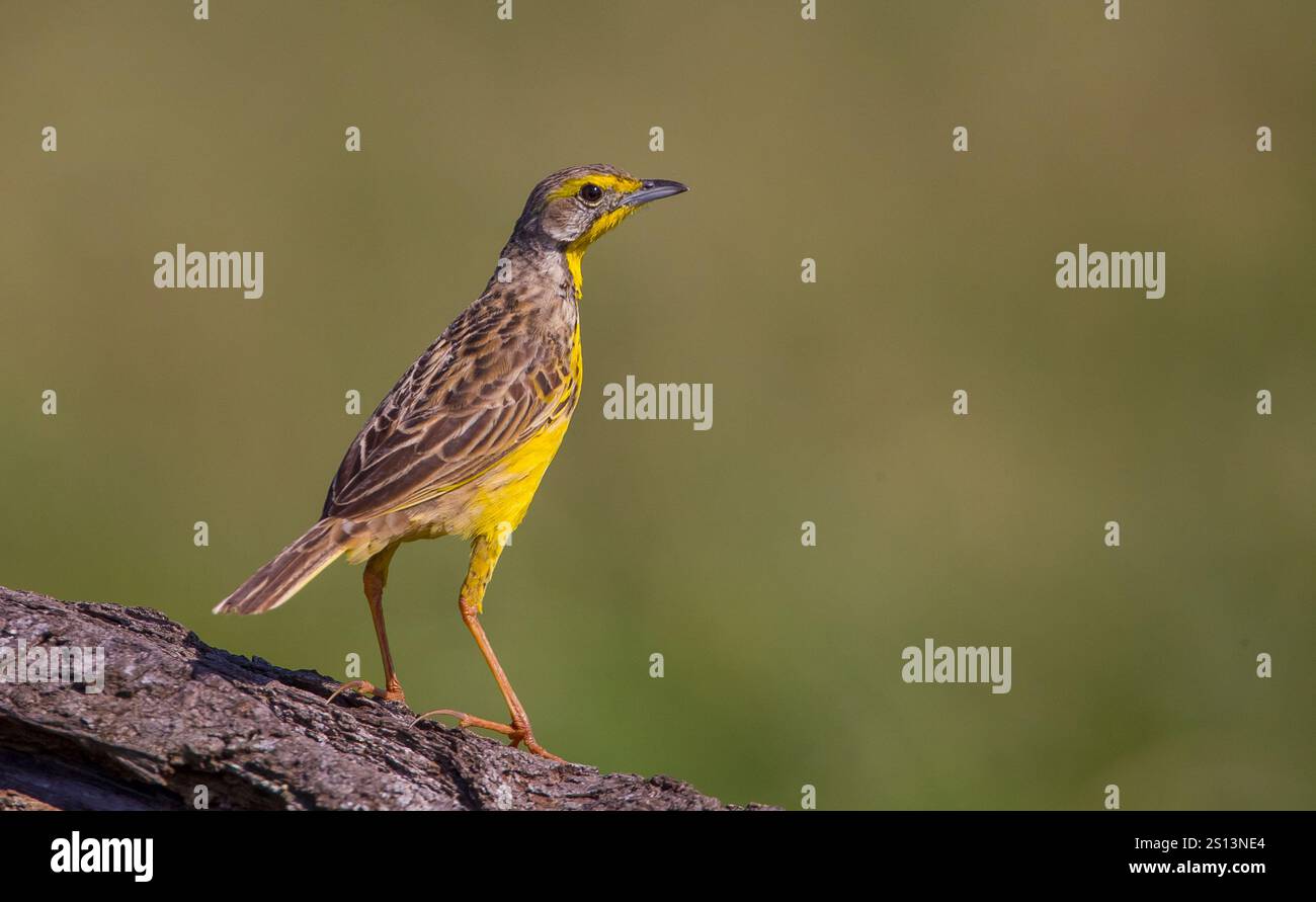 Yellow-throated longclaw (Macronyx croceus) is a bird living on the ...