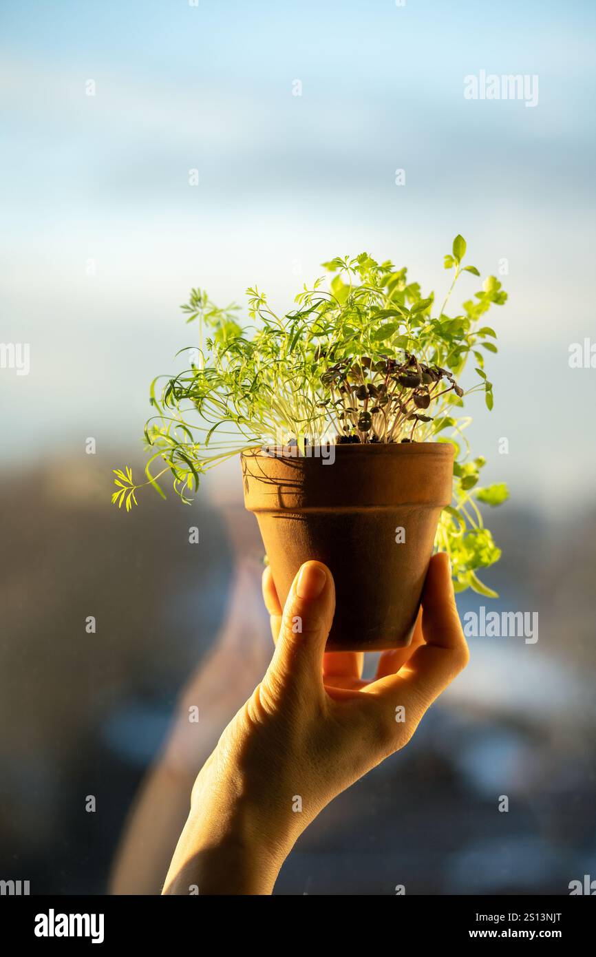Basil dill cilantro parsley in one pot in woman hand. Winter growing at ...
