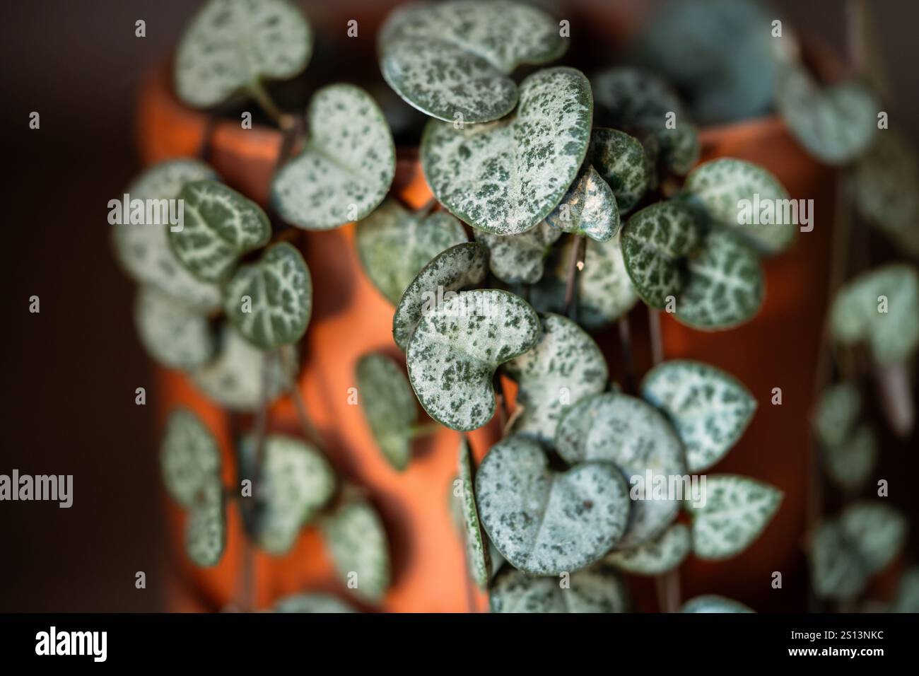 Ceropegia Woodii houseplant with long heart shaped leaves in terracotta ...