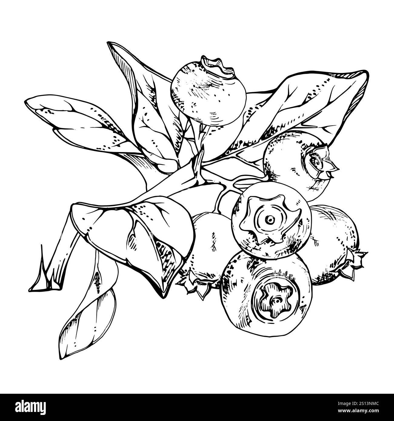 Blueberry blackberry cluster group with plant leaves on branch, hand ...