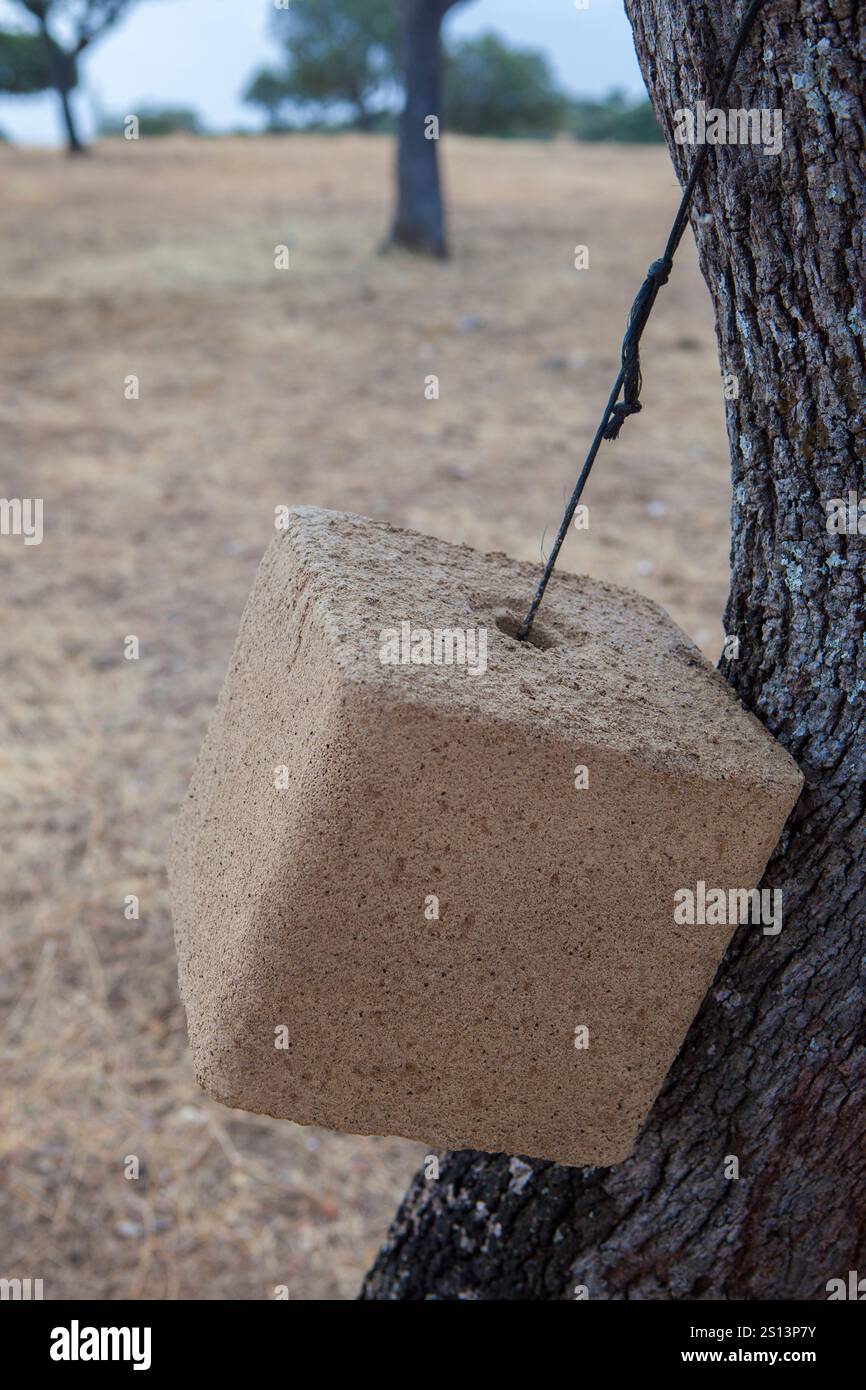 Natural sea salt cube hanging from tree branch. Big game hunting estate ...