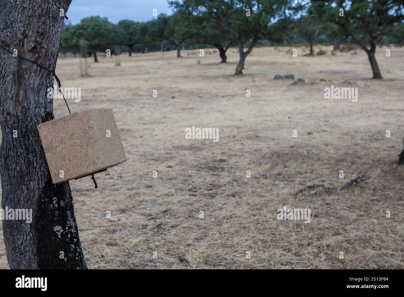 Natural sea salt cube hanging from tree branch. Big game hunting estate ...